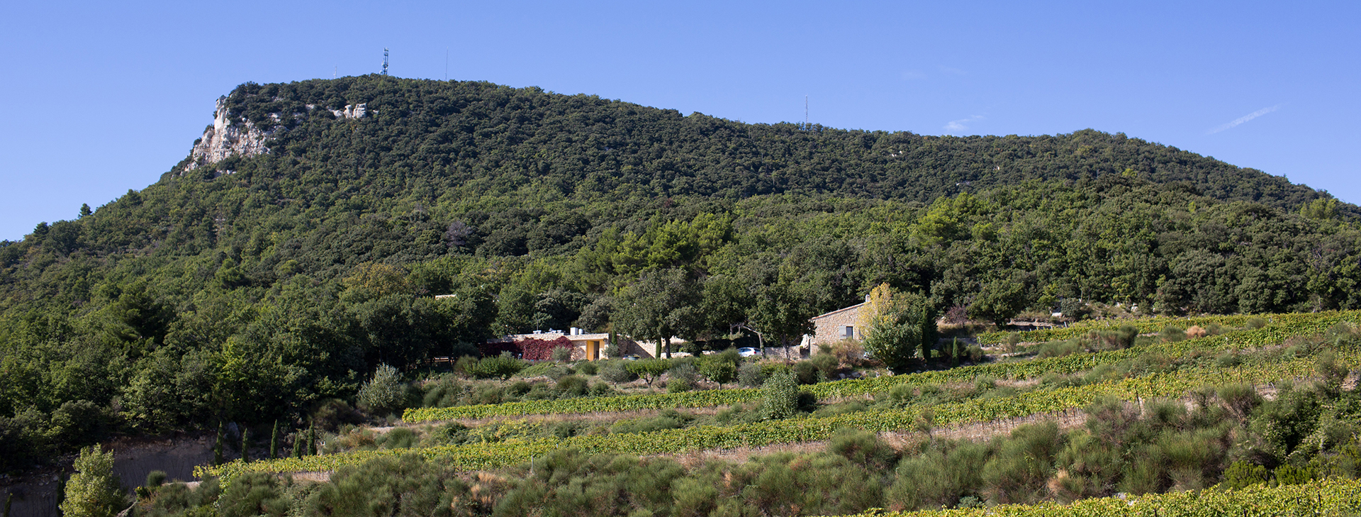 Le Domaine - Domaine Saint Amant